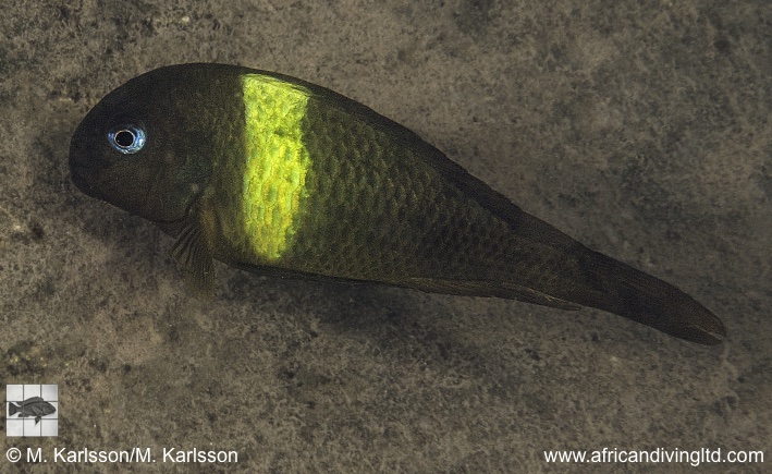 Tropheus sp. 'crescentic' Karago; Tropheus sp. 'lunatus' Karago; Yellow ...