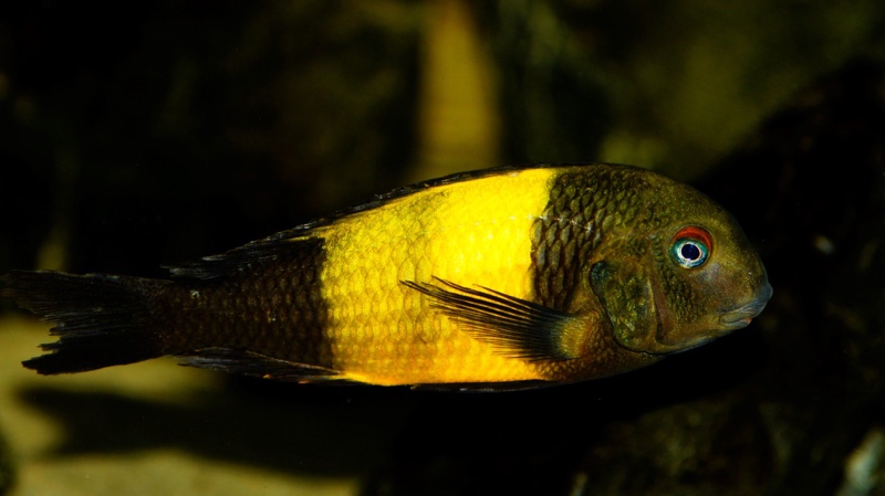 Tropheus sp. 'kaiser' (unknown locality) ; Tropheus sp. 'black ...