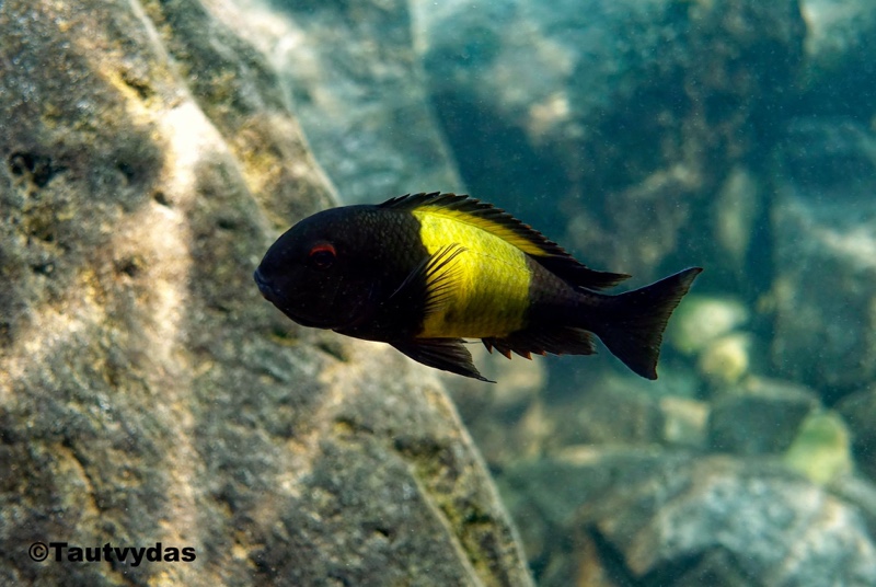 Tropheus sp. 'kaiser' Kalugunga; Tropheus sp. 'black' Kalugunga