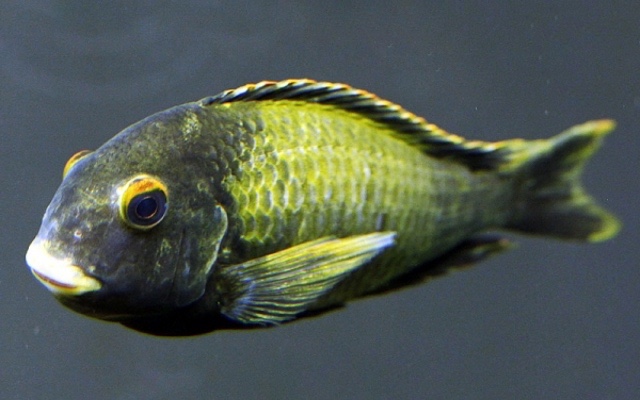 Tropheus sp. 'kaiser' Kushangaza