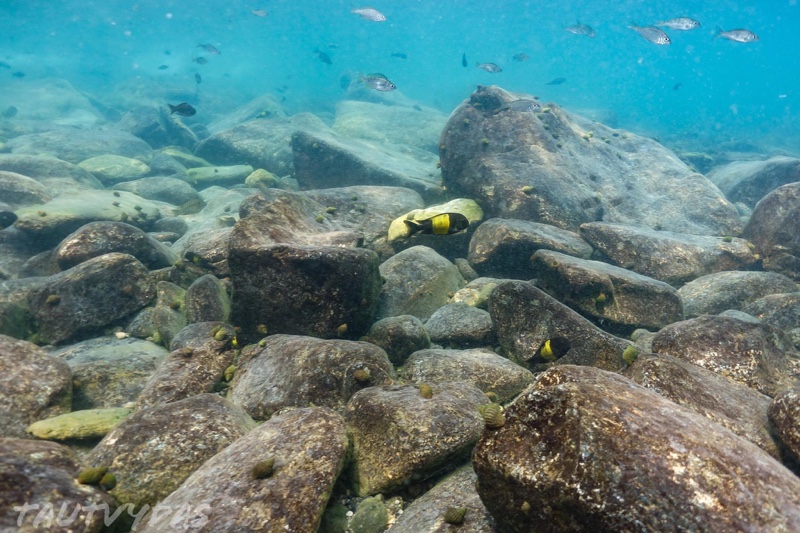 Tropheus sp. 'kaiser' Mkangazi; Tropheus sp. 'black' Mkangazi