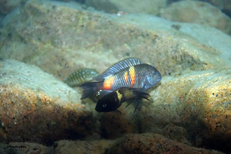 Tropheus sp. 'kirschfleck' Bulu Point
