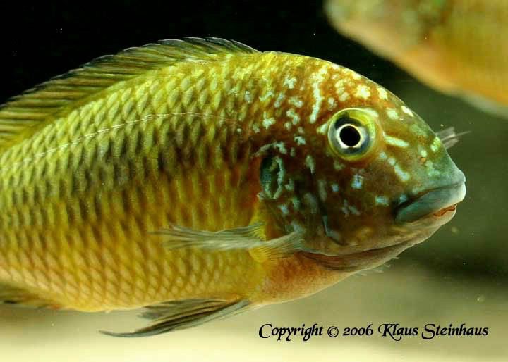Tropheus sp. 'limespot' (Murago Moba); Tropheus sp. 'maculatus' (Murago ...