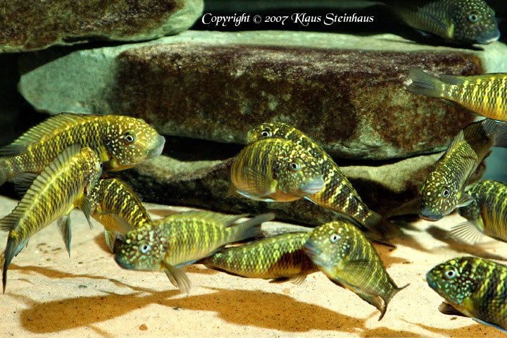 Tropheus sp. 'limespot' (Murago Moba); Tropheus sp. 'maculatus' (Murago ...