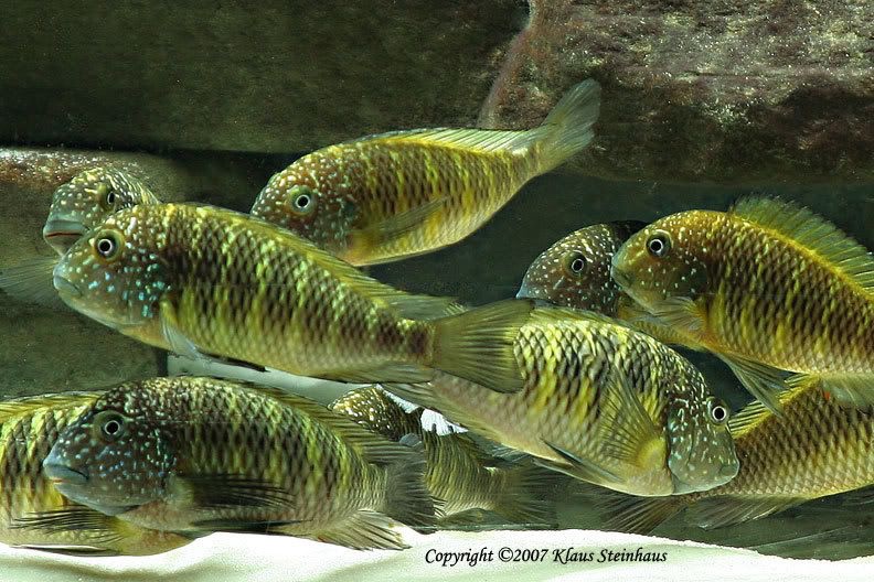 Tropheus sp. 'limespot' (Murago Moba); Tropheus sp. 'maculatus' (Murago ...