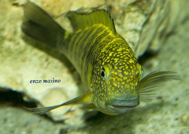 Tropheus sp. 'limespot' (Murago Moba); Tropheus sp. 'maculatus' (Murago ...