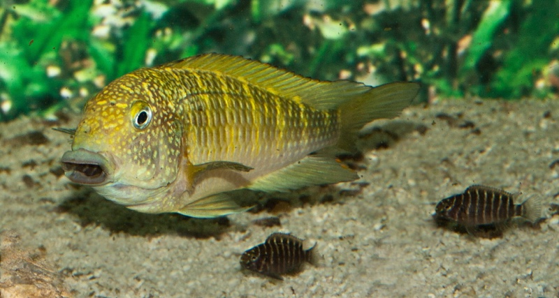 Tropheus sp. 'limespot' (Murago Moba); Tropheus sp. 'maculatus' (Murago ...