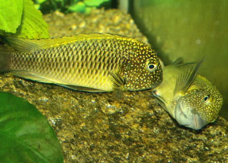 Tropheus sp. 'limespot' (Murago Moba); Tropheus sp. 'maculatus' (Murago ...