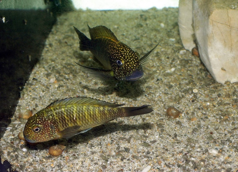 Tropheus sp. 'limespot' (Murago Moba); Tropheus sp. 'maculatus' (Murago ...