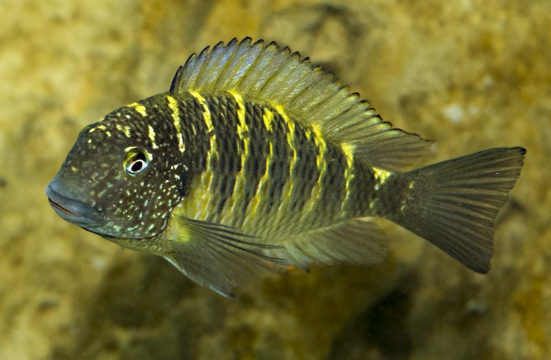Tropheus sp. 'limespot' (Murago Moba); Tropheus sp. 'maculatus' (Murago ...