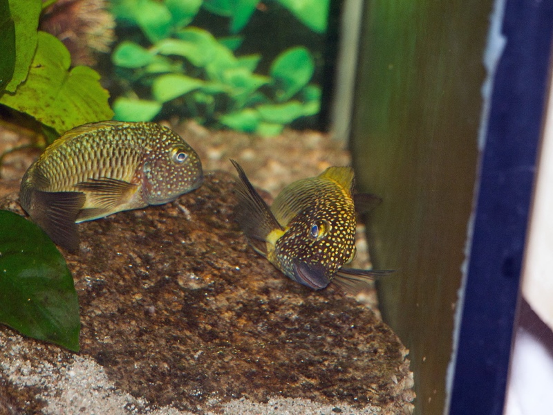 Tropheus sp. 'limespot' (Murago Moba); Tropheus sp. 'maculatus' (Murago ...