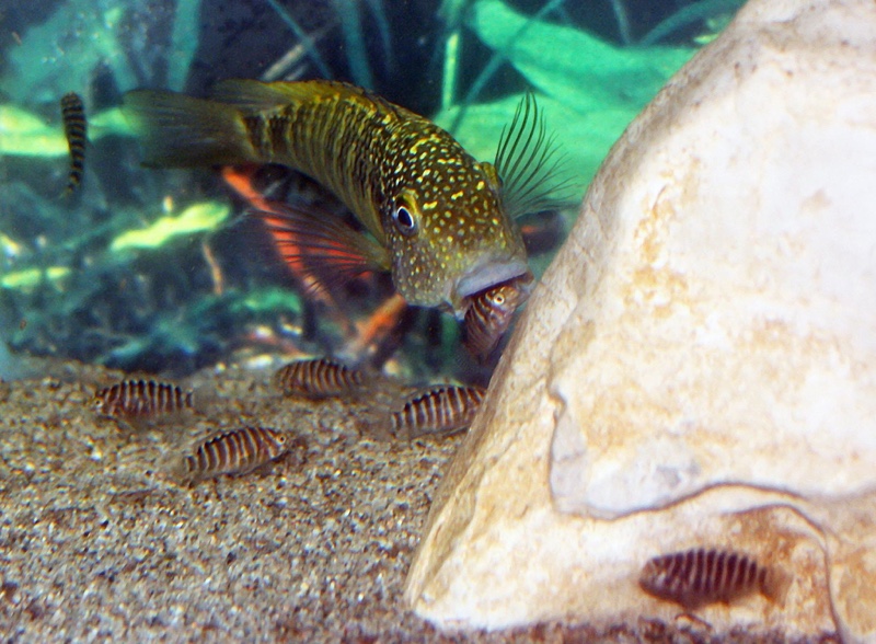 Tropheus sp. 'limespot' (Murago Moba); Tropheus sp. 'maculatus' (Murago ...