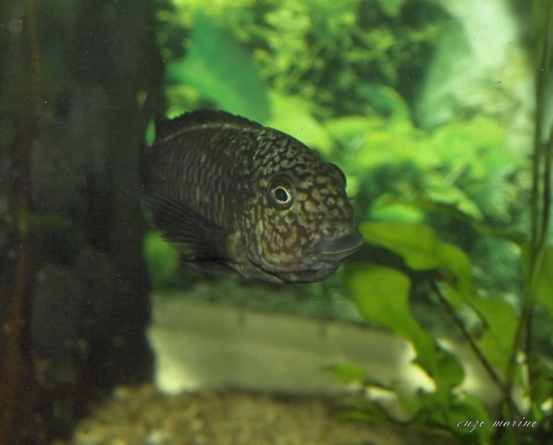 Tropheus sp. 'limespot' (Murago Moba); Tropheus sp. 'maculatus' (Murago ...