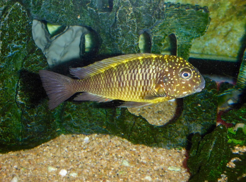 Tropheus sp. 'limespot' Kikoti; Tropheus sp. 'maculatus' Kikoti; Yellow ...