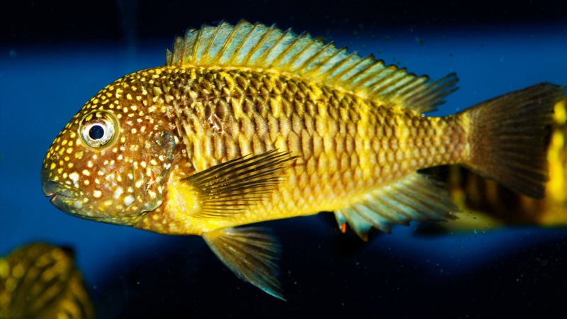 Tropheus sp. 'limespot' Lusingu; Tropheus sp. 'maculatus' Lusingu ...