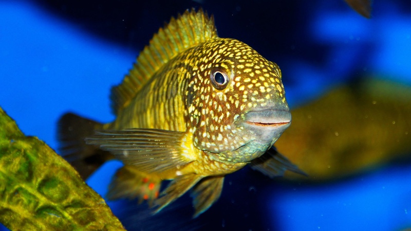Tropheus sp. 'limespot' Lusingu; Tropheus sp. 'maculatus' Lusingu ...