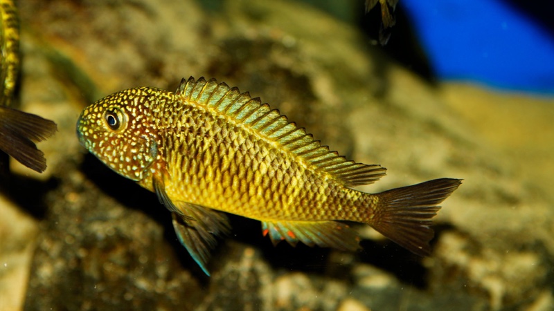 Tropheus sp. 'limespot' Lusingu; Tropheus sp. 'maculatus' Lusingu ...