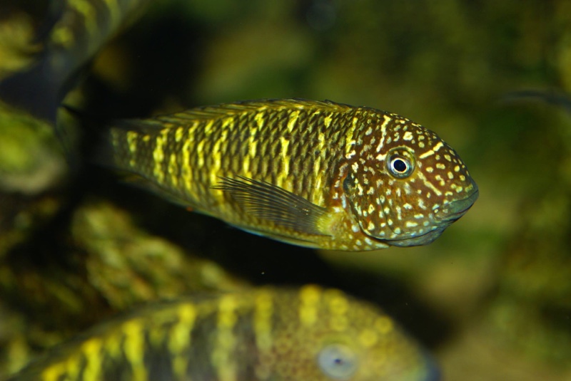 Tropheus sp. 'limespot' Lusingu; Tropheus sp. 'maculatus' Lusingu ...