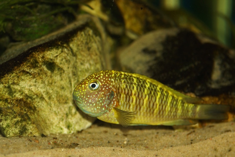 Tropheus sp. 'limespot' Lusingu; Tropheus sp. 'maculatus' Lusingu ...