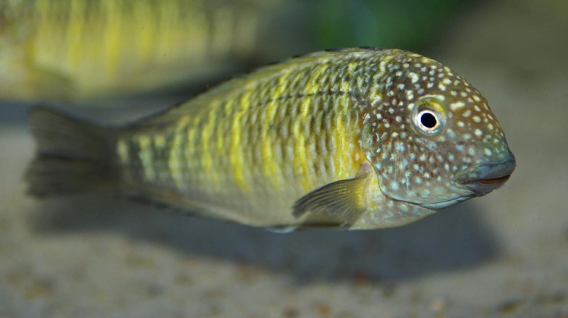 Tropheus sp. 'limespot' Lusingu; Tropheus sp. 'maculatus' Lusingu ...