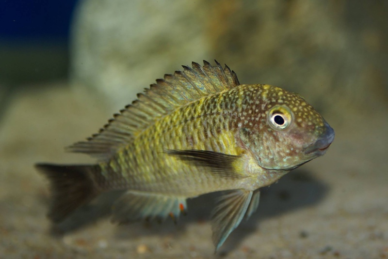 Tropheus sp. 'limespot' Lusingu; Tropheus sp. 'maculatus' Lusingu ...