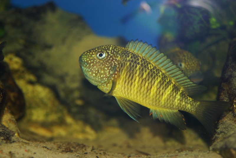 Tropheus sp. 'limespot' Lusingu; Tropheus sp. 'maculatus' Lusingu ...