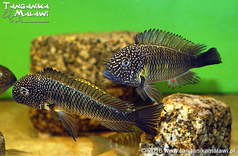 Tropheus sp. 'limespot' Lusingu; Tropheus sp. 'maculatus' Lusingu ...