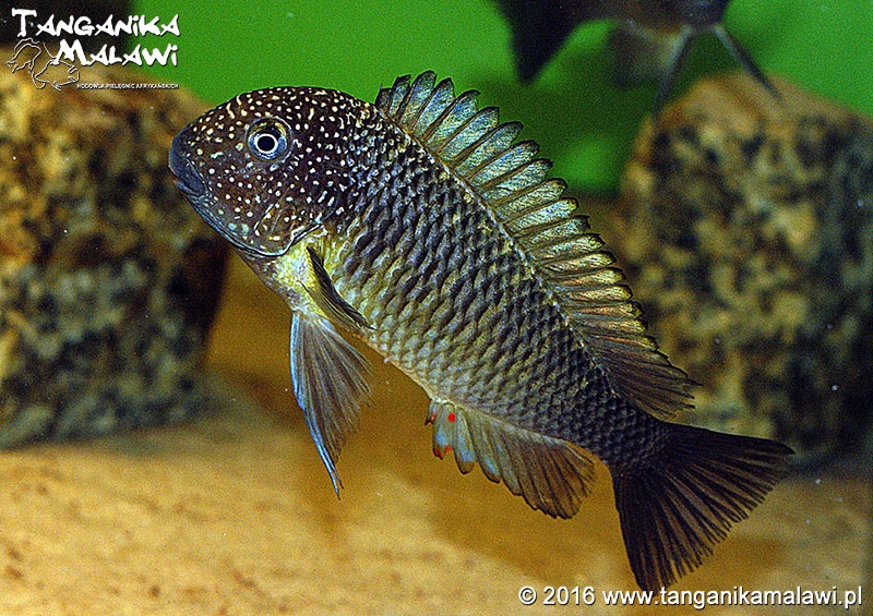 Tropheus sp. 'limespot' Lusingu; Tropheus sp. 'maculatus' Lusingu ...
