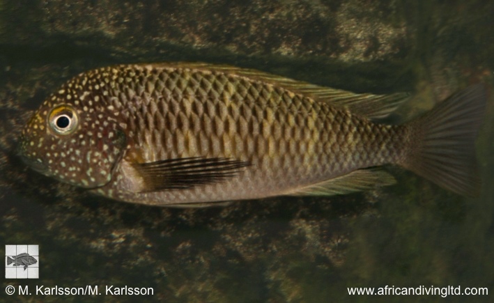 Tropheus sp. 'limespot' Mulunguzi; Tropheus sp. 'maculatus' Mulunguzi ...