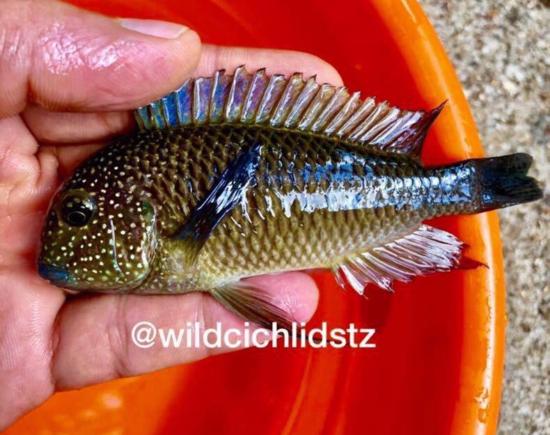 Tropheus sp. 'limespot' Mulunguzi; Tropheus sp. 'maculatus' Mulunguzi ...