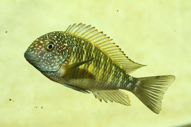 Tropheus sp. 'limespot' Mulunguzi; Tropheus sp. 'maculatus' Mulunguzi ...