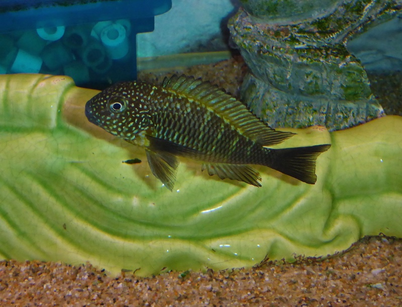 Tropheus sp. 'limespot' Mulunguzi; Tropheus sp. 'maculatus' Mulunguzi ...