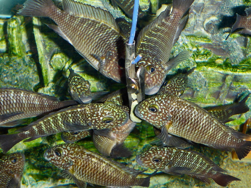 Tropheus sp. 'limespot' Mulunguzi; Tropheus sp. 'maculatus' Mulunguzi ...