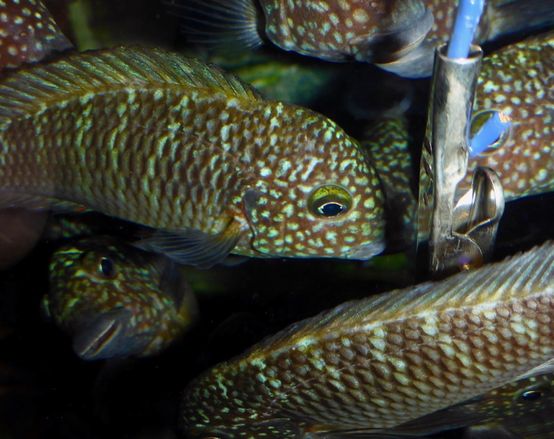 Tropheus sp. 'limespot' Mulunguzi; Tropheus sp. 'maculatus' Mulunguzi ...