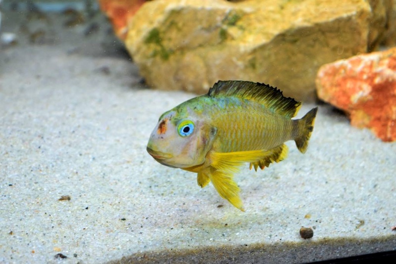 Tropheus sp. 'lukuga' Karilani Island; (Kushaganaza); Tropheus ...
