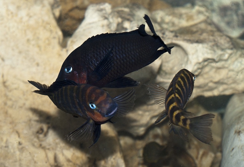 Tropheus sp. 'mpimbwe' Cape Mpimbwe; (Red Cheek)