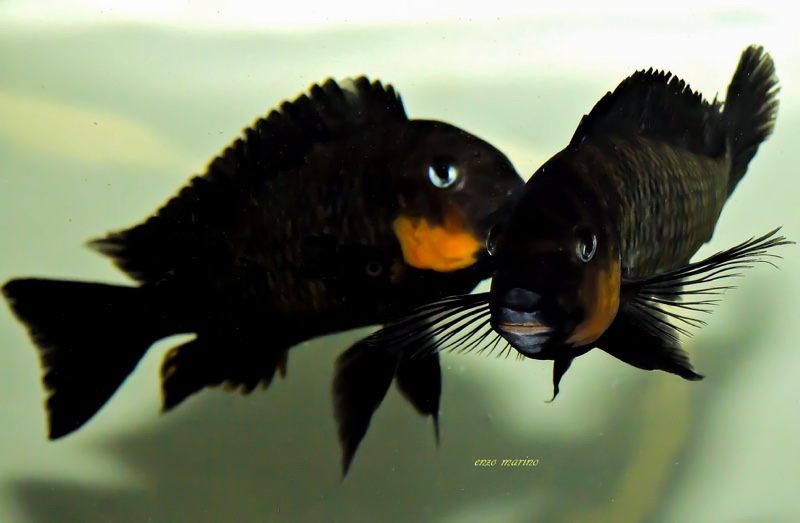 Tropheus sp. 'mpimbwe' Cape Mpimbwe; (Red Cheek)