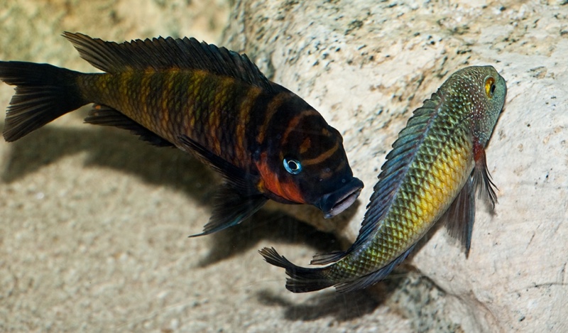 Tropheus sp. 'mpimbwe' Cape Mpimbwe; (Red Cheek)