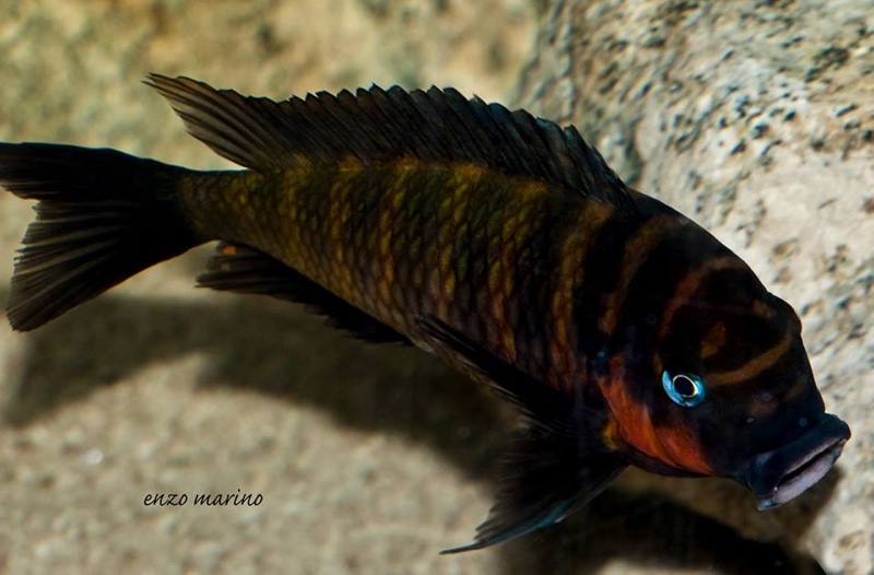 Tropheus sp. 'mpimbwe' Cape Mpimbwe; (Red Cheek)