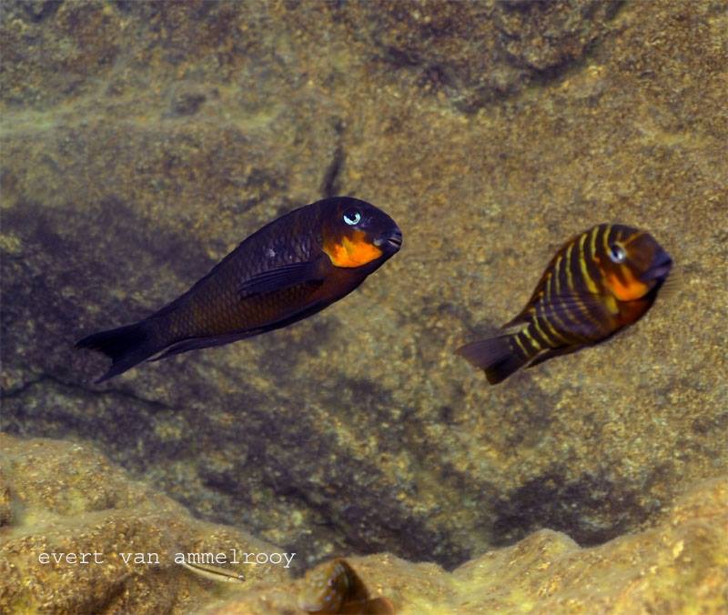 Tropheus sp. 'mpimbwe' Cape Mpimbwe; (Red Cheek)
