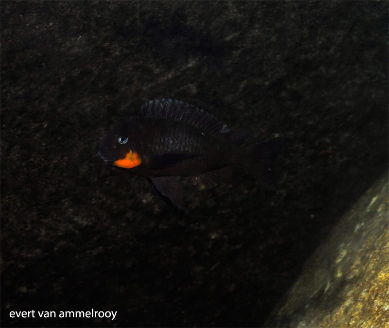 Tropheus sp. 'mpimbwe' Cape Mpimbwe; (Red Cheek)