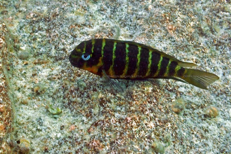 Tropheus sp. 'mpimbwe' Cape Mpimbwe; (Red Cheek)