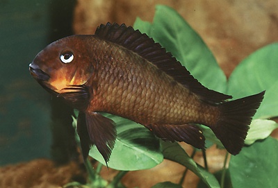 Tropheus sp. 'mpimbwe' Katondo Point; (Red Cheek)