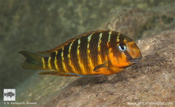 Tropheus sp. 'mpimbwe' Katondo Point; (Red Cheek)