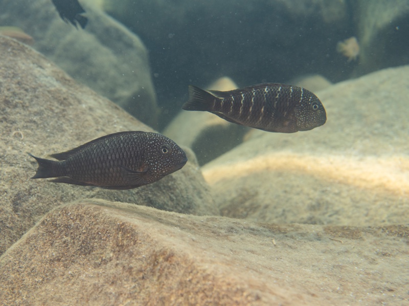 Tropheus sp. 'murago tanzania' Wampembe