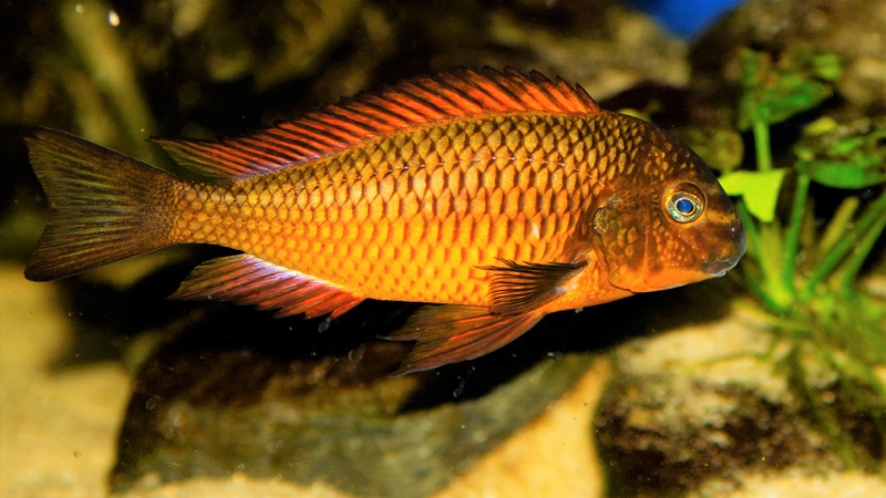 Tropheus sp. 'red' Cape Kachese; Golden Kazumba