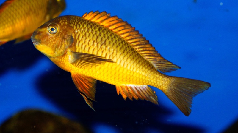Tropheus sp. 'red' Cape Kachese; Golden Kazumba