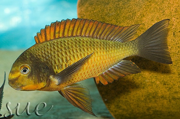 Tropheus sp. 'red' Cape Kachese; Golden Kazumba