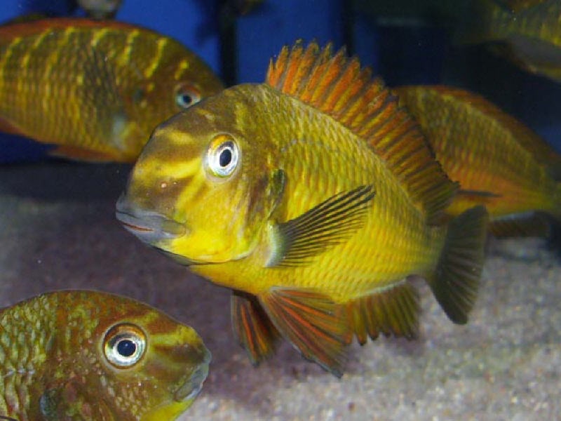Tropheus sp. 'red' Cape Kachese; Golden Kazumba