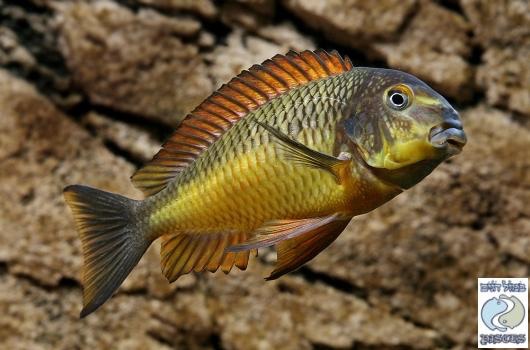 Tropheus sp. 'red' Cape Kachese; Golden Kazumba